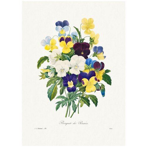 Постер / Плакат / Картина Дикие цветы - Букет анютиных глазок 50х70 см в подарочном тубусе