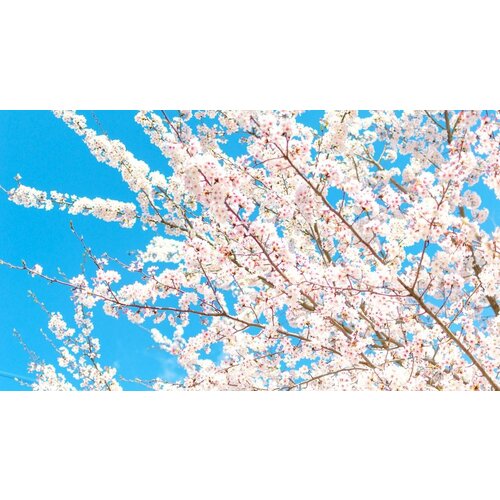 Картина на холсте 60x110 LinxOne "Цветы лепестки сад ветки весна" интерьерная для дома / на стену / на кухню / с подрамником
