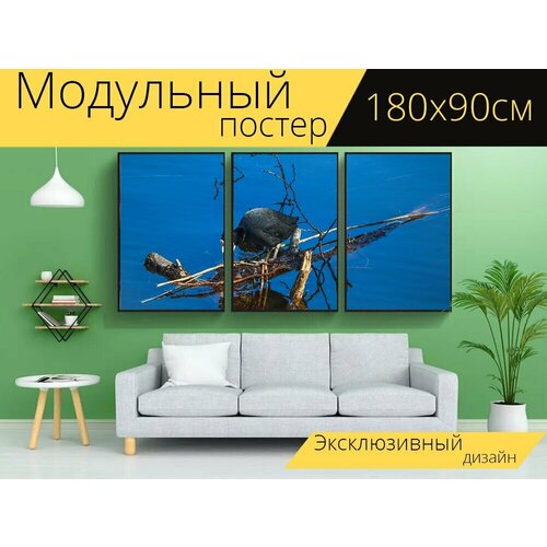 Модульный постер "Лысуха, птица, озеро" 180 x 90 см. для интерьера