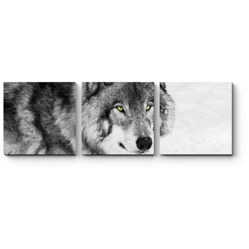 Модульная картина Черно-белый портрет волка 180x60