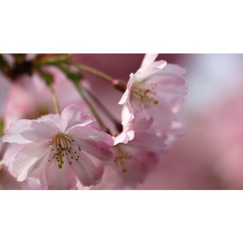 Картина на холсте 60x110 LinxOne "Весна розовый нежность цвет" интерьерная для дома / на стену / на кухню / с подрамником