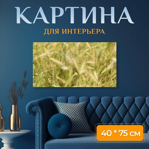 Картина на холсте "Пшеница, поля пшеницы, брин пшеницы" на подрамнике 75х40 см. для интерьера