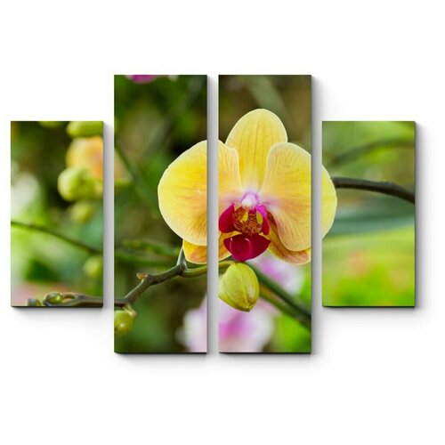 Модульная картина Тропическая орхидея, цветущая в летнем саду 150x113