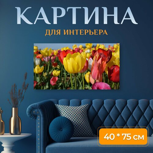 Картина на холсте "Тюльпаны, цветет, цветы" на подрамнике 75х40 см. для интерьера
