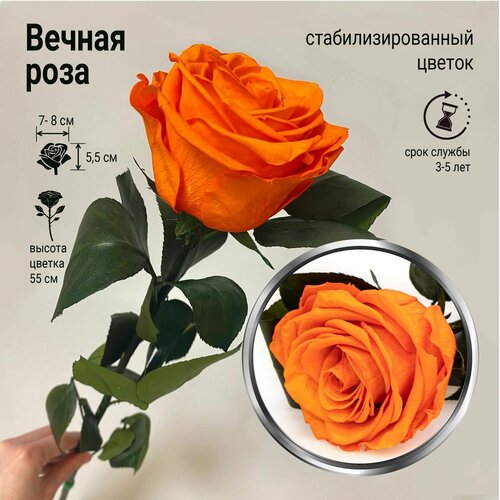 Вечная роза стабилизированная "Оранжевая" - подарок любимой, маме, девушке, для декора интерьера