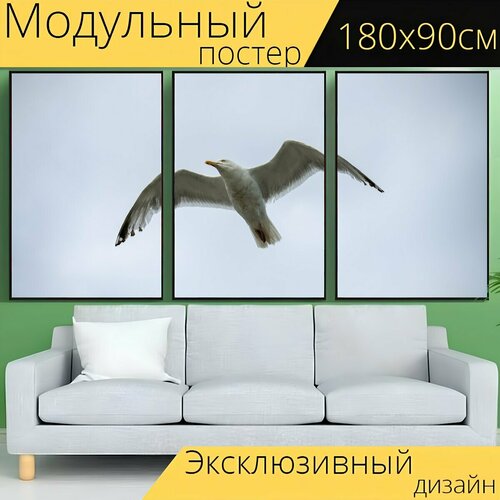 Модульный постер "Чайка, птица, крылья" 180 x 90 см. для интерьера