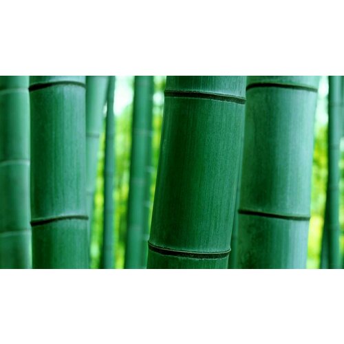 Картина на холсте 60x110 Альянс Лес "Бамбук ствол макро природа" на подрамнике / интерьер/ декор