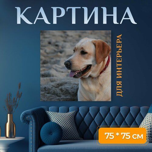 Картина на холсте "Лабрадор, собака, счастье" на подрамнике 75х75 см. для интерьера