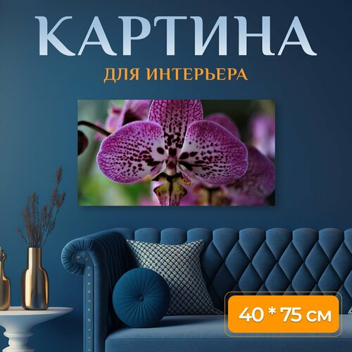 Картина на холсте "Орхидеи, цветок, завод" на подрамнике 75х40 см. для интерьера