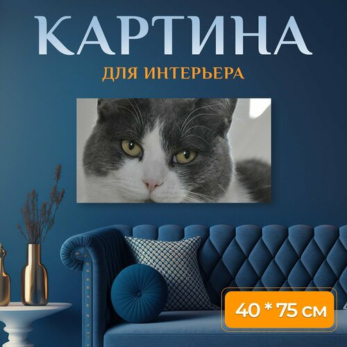 Картина на холсте "Кошка, симпатичные, животное" на подрамнике 75х40 см. для интерьера