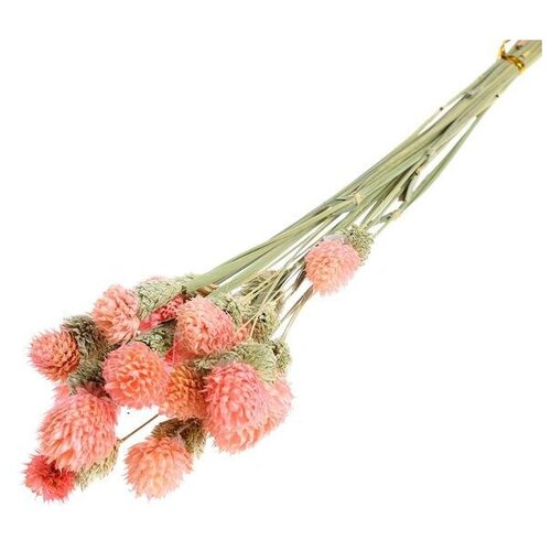 Сухоцвет Гомфрена шаровидная набор — от 17 до 20 шт, цвет розовый