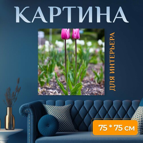 Картина на холсте "Тюльпаны, цветок, цвести" на подрамнике 75х75 см. для интерьера