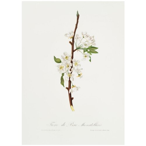 Постер / Плакат / Картина Дикие цветы - Цветок груши 90х120 см в подарочном тубусе