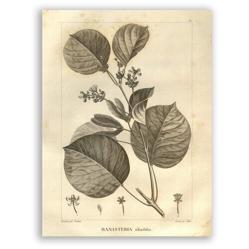 Гравюра Постер на бумаге / Banisteria tiliaefolia / Банистериопсис каапи