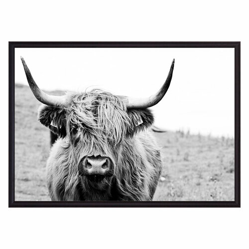 Постер в рамке Шотландская корова, 21х30 см