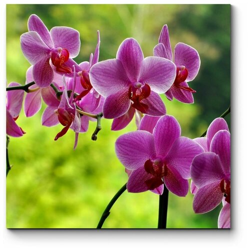 Модульная картина Неподражаемые орхидеи 20x20