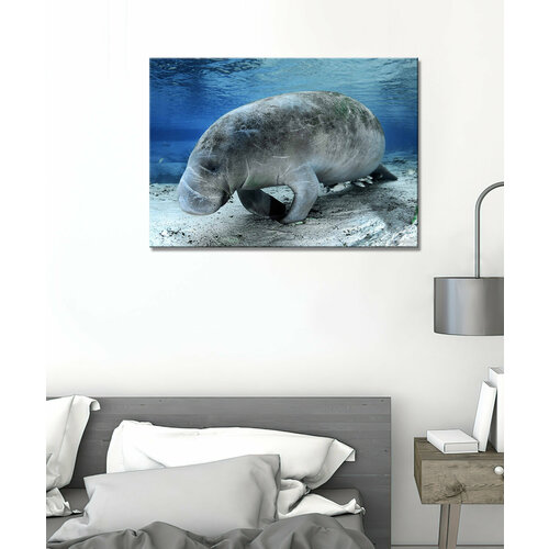 Картина -Ламантин, морская корова, ламантин в воде (12) 60х80