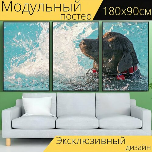 Модульный постер "Собака, плавание, бассейн" 180 x 90 см. для интерьера