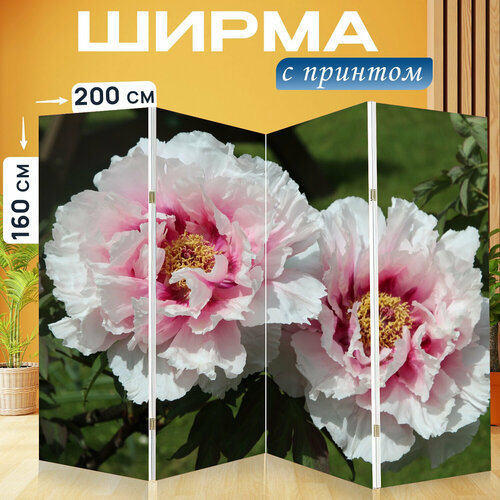 Ширма перегородка с принтом "Пион, цветок, блум" на холсте - 200x160 см. для зонирования, раскладная