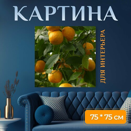 Картина на холсте "Кожура, фрукты, горького апельсина" на подрамнике 75х75 см. для интерьера