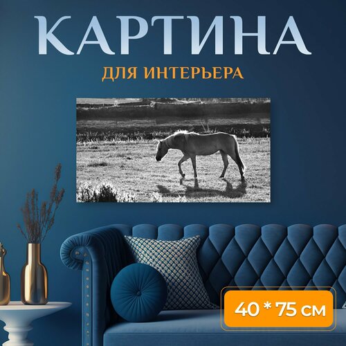 Картина на холсте "Лошадь, животное, млекопитающее" на подрамнике 75х40 см. для интерьера
