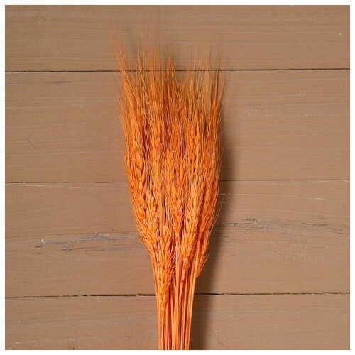 Сухой колос пшеницы, набор 50 шт, цвет оранжевый