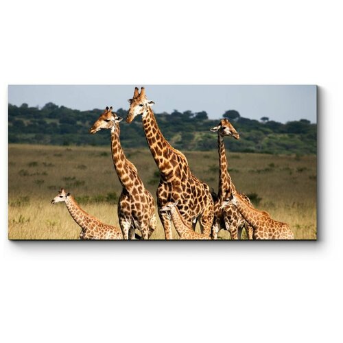 Модульная картина Большая семья жирафов 150x75