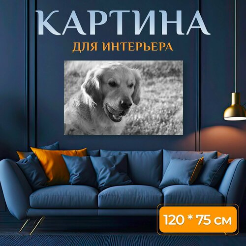 Картина на холсте "Собака, золотой, черный белый" на подрамнике 120х75 см. для интерьера