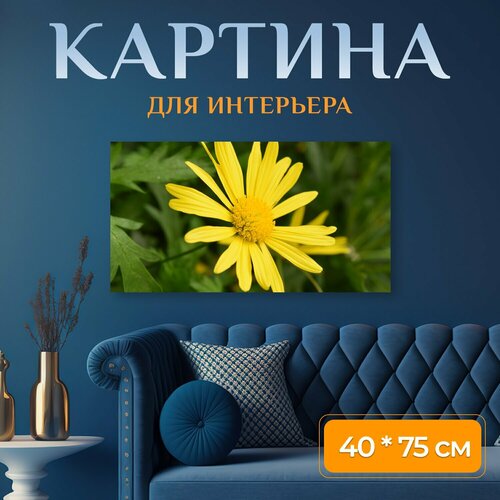 Картина на холсте "Цветок, лепестки желтые, маргарита саванны" на подрамнике 75х40 см. для интерьера
