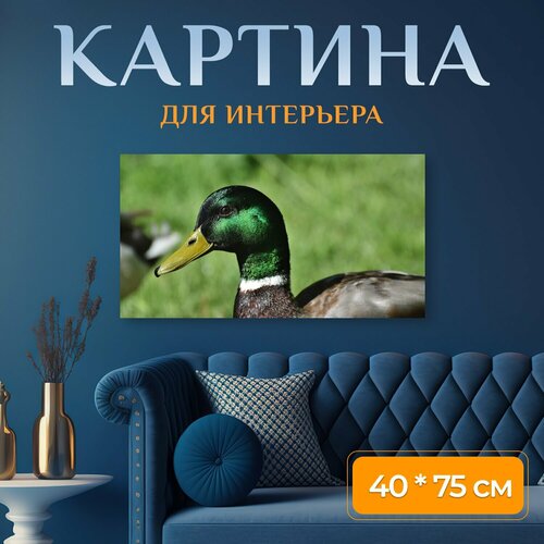 Картина на холсте "Кряква, утка, водоплавающая птица" на подрамнике 75х40 см. для интерьера