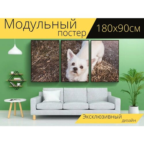Модульный постер "Собака, собака смотреть, милый" 180 x 90 см. для интерьера