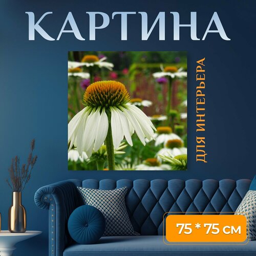 Картина на холсте "Эхина, эхинацея, цветок" на подрамнике 75х75 см. для интерьера