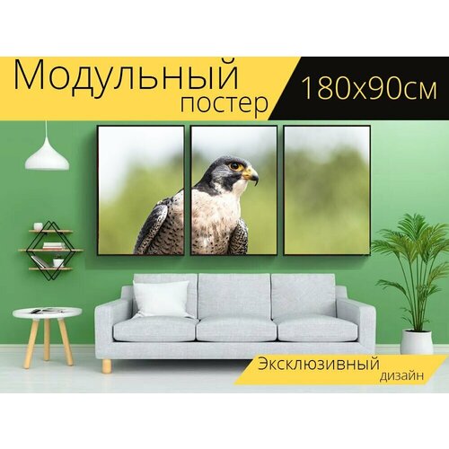 Модульный постер "Сокол, птица, хищная птица" 180 x 90 см. для интерьера