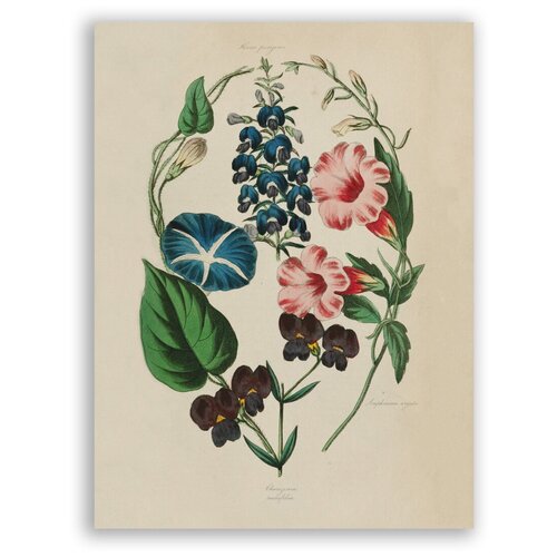Гравюра Постер на бумаге / Amphecome Arguta, Chorezema Ruscifolia