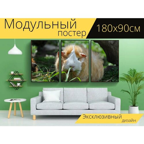 Модульный постер "Морская свинка, домашнее животное, грызун" 180 x 90 см. для интерьера