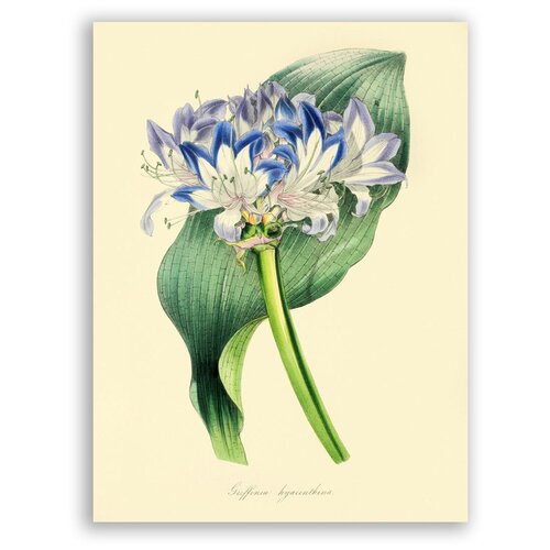 Гравюра Постер на бумаге / Griffinia Hyacinthina
