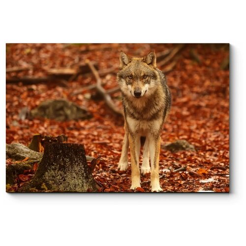 Модульная картина Волк в осеннем лесу 90x60
