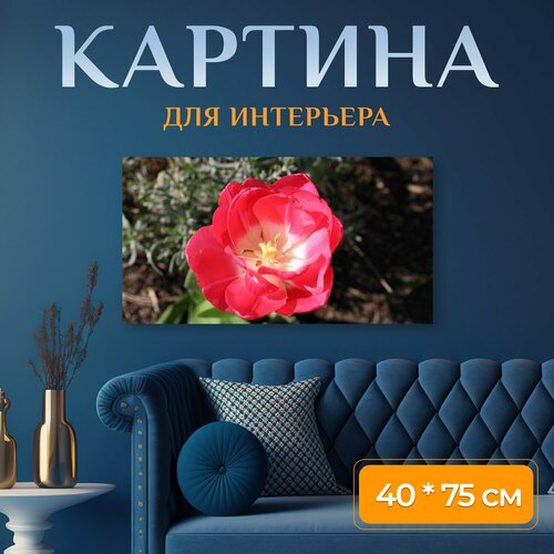 Картина на холсте "Тюльпан, цветок, весна" на подрамнике 75х40 см. для интерьера