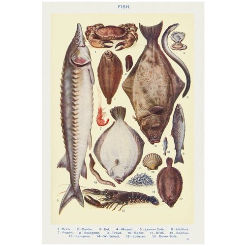 Постер / Плакат / Картина Рыбы - Морские деликатесы 50х70 см в подарочном тубусе