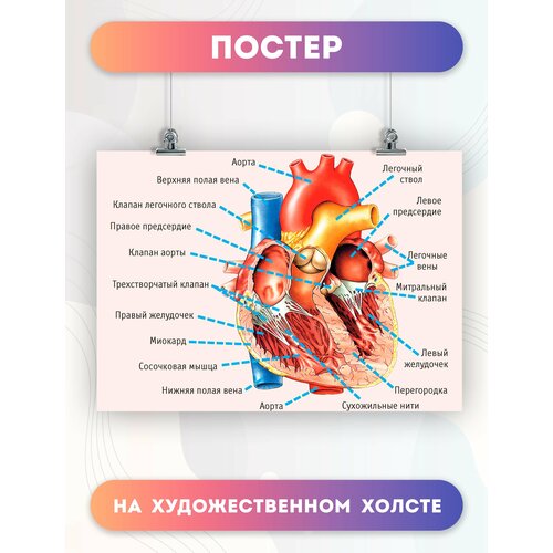 Постер на холсте анатомия сердца биология больница (4) 30х40 см