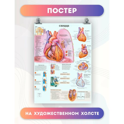 Постер на холсте анатомия сердца биология больница 30х40 см