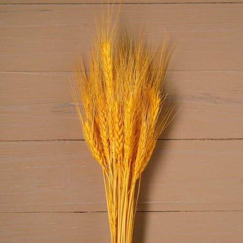Сухой колос пшеницы, набор 50 шт, цвет жёлтый