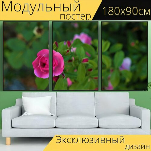 Модульный постер "Цветок, роза, бутоны" 180 x 90 см. для интерьера