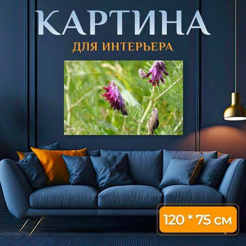 Картина на холсте "Дикий цветок, фиолетовый, сложный цветок" на подрамнике 120х75 см. для интерьера