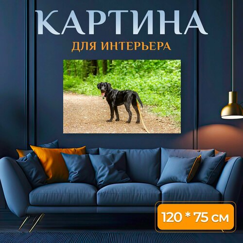 Картина на холсте "Собака, черная собака, лабрадор" на подрамнике 120х75 см. для интерьера