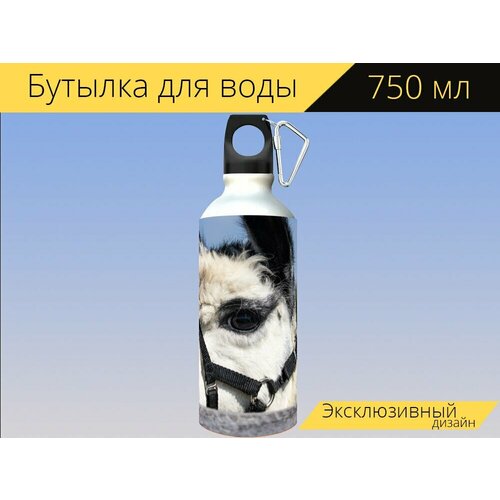 Бутылка фляга для воды "Альпака, животное, млекопитающее" 750 мл. с карабином и принтом
