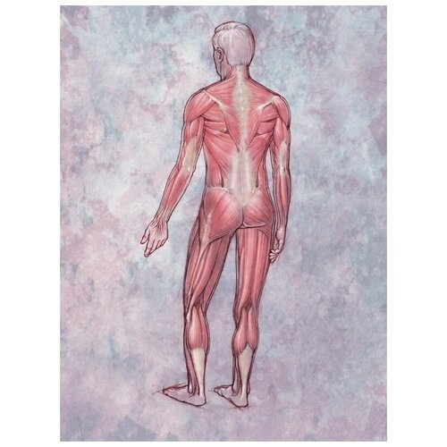 Постер на холсте Мышцы человека (Human muscles) №2 30см. x 40см.