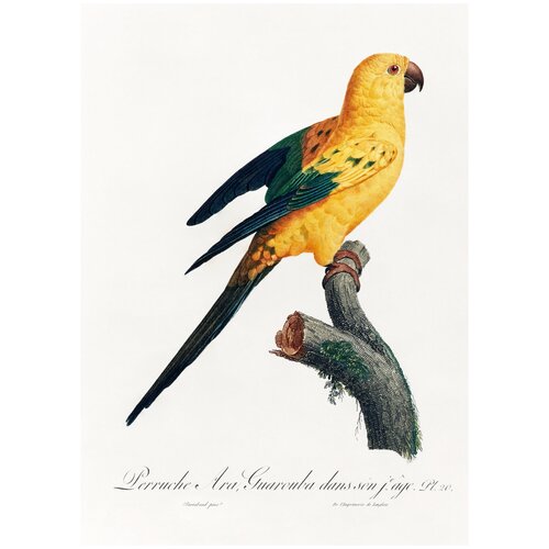 Плакат, постер на бумаге Золотистый попугайчик. Размер 21 х 30 см