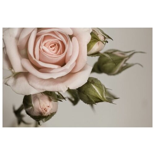 Постер на холсте Розовая роза (Pink rose) 45см. x 30см.