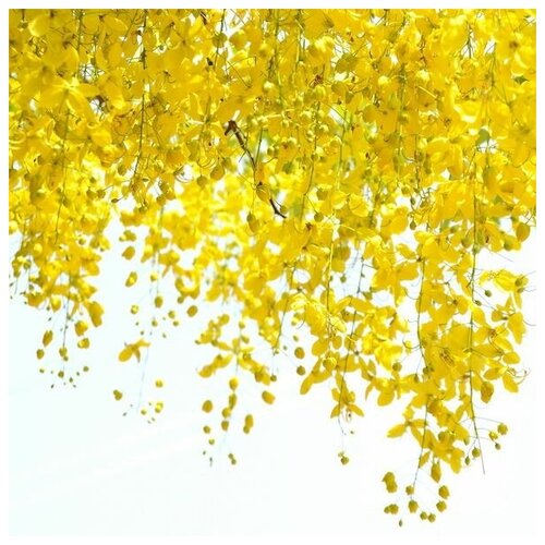 Постер на холсте Желтые цветы на дереве 60см. x 60см.